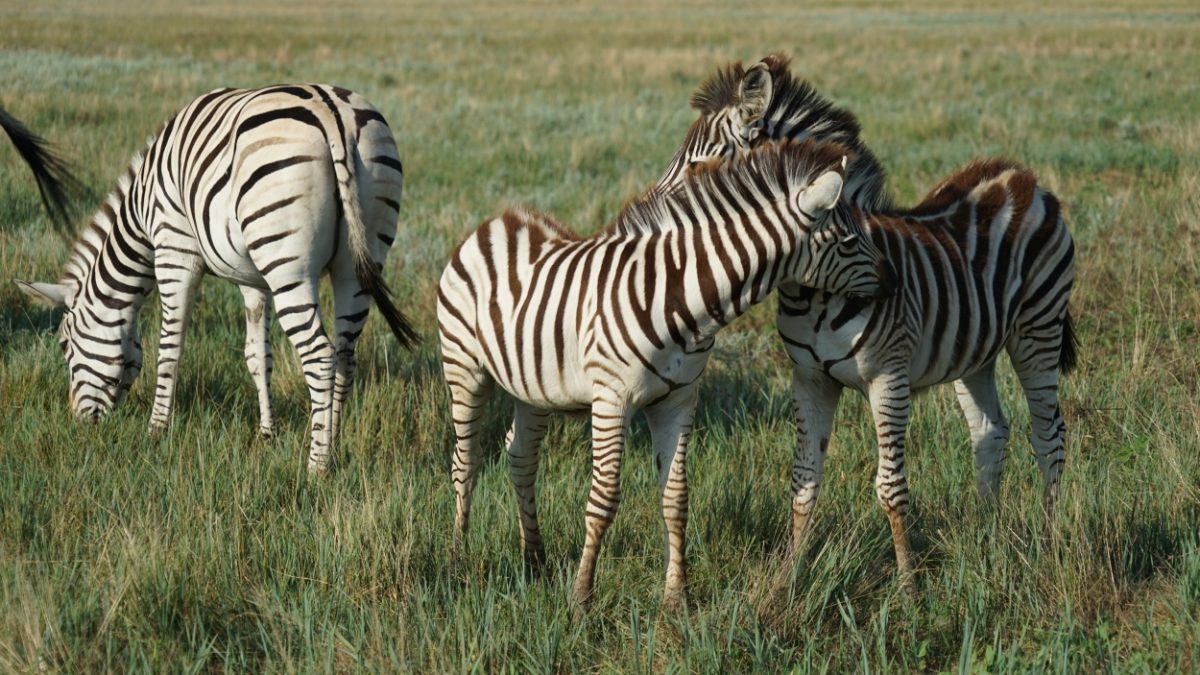 ASKANIA-NOVA (Асканія-Нова) – Live The Life Expeditions