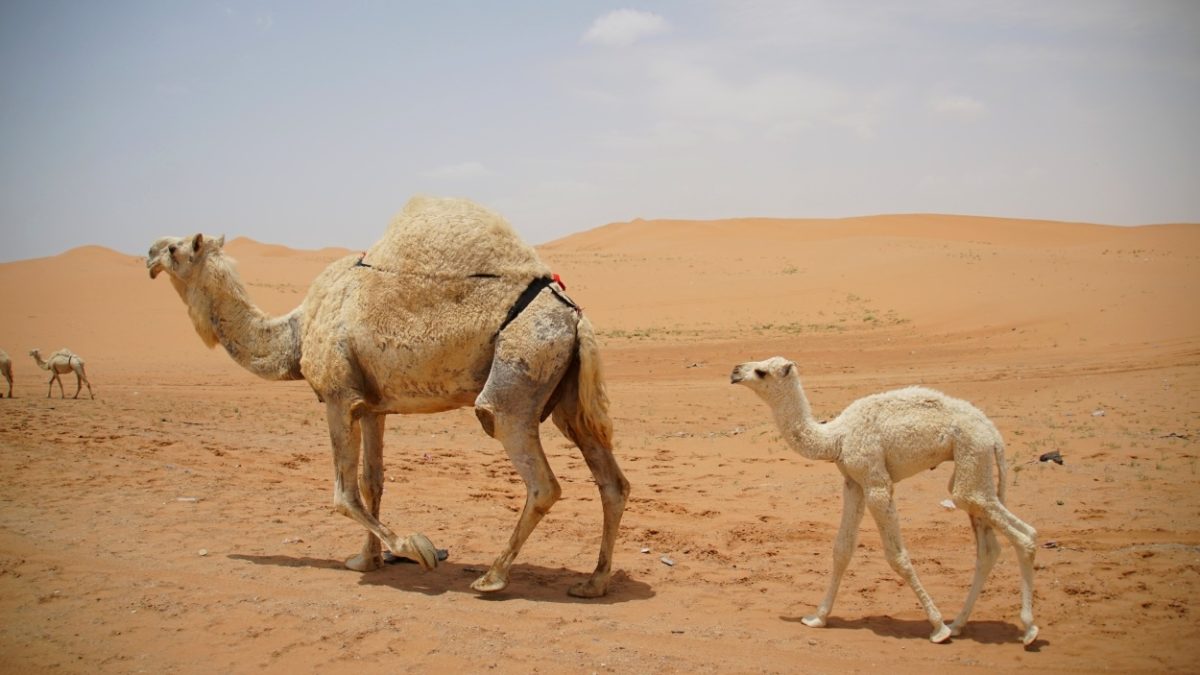 FIRST CAMELS – Live The Life Expeditions