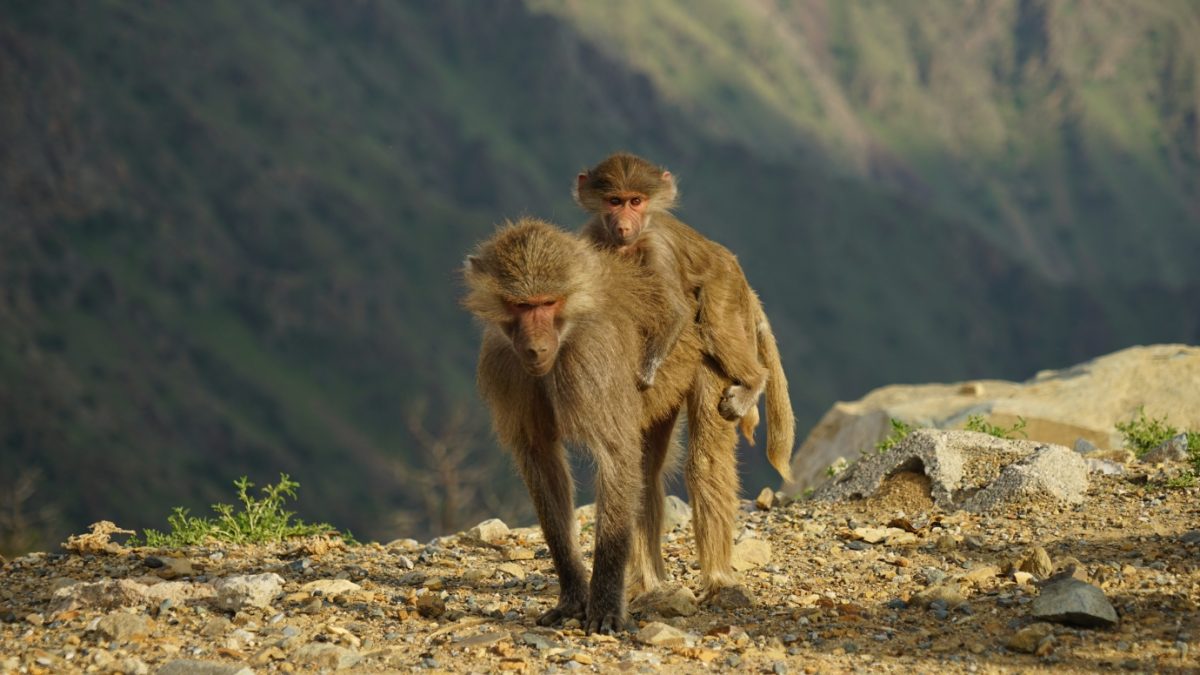 BABOONS – Live The Life Expeditions